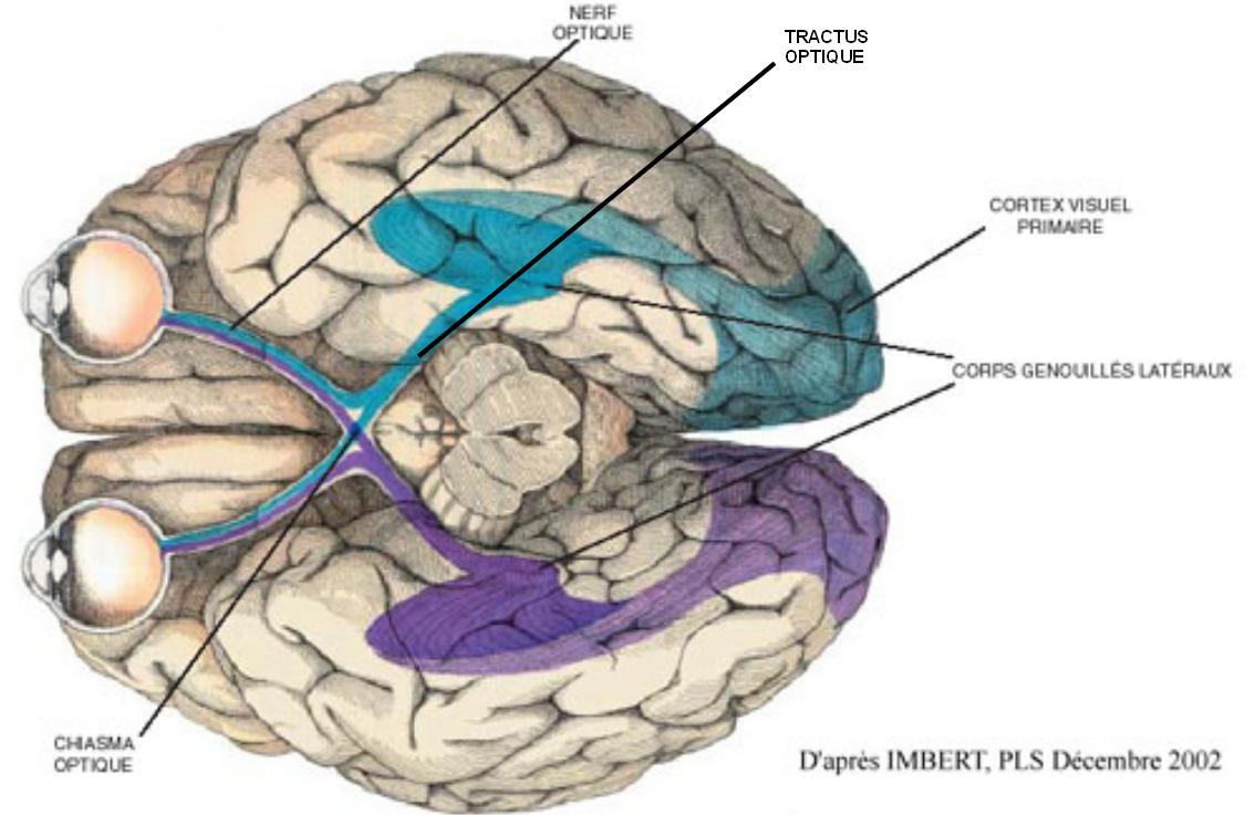 Le rôle du cerveau :: Travaux Personnels Encadrés